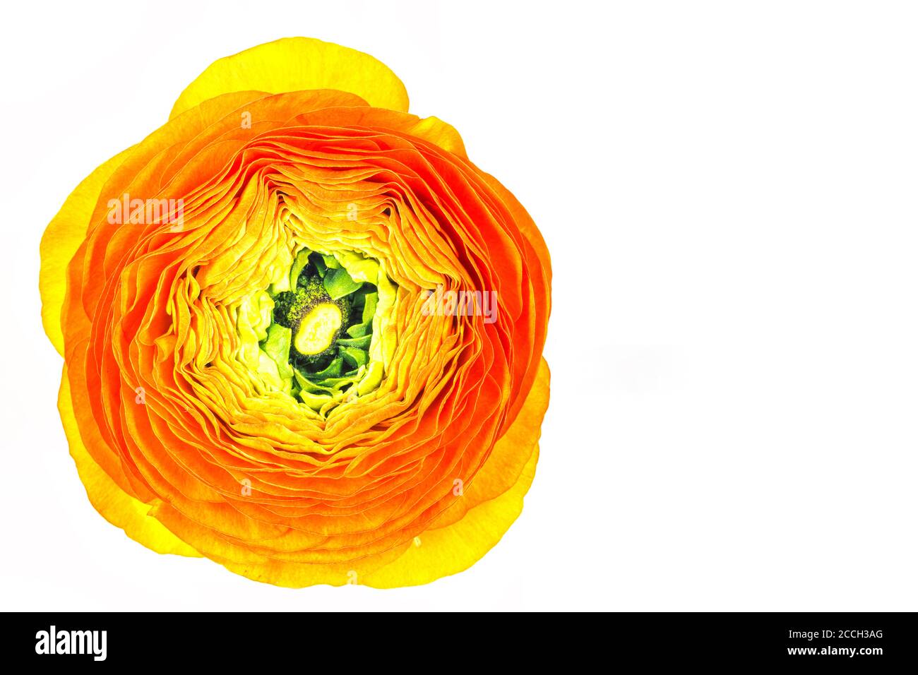 Orange ranunculus wallpaper hi-res stock photography and images - Alamy