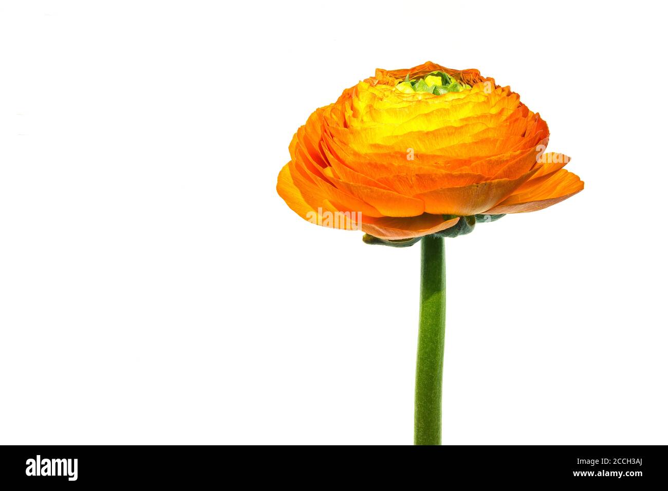 One orange blooming Ranunculus asiaticus flower isolated on a white ...