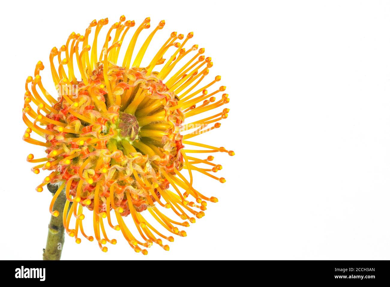 One orange blooming pincushion protea, Leucospermum flower isolated on ...