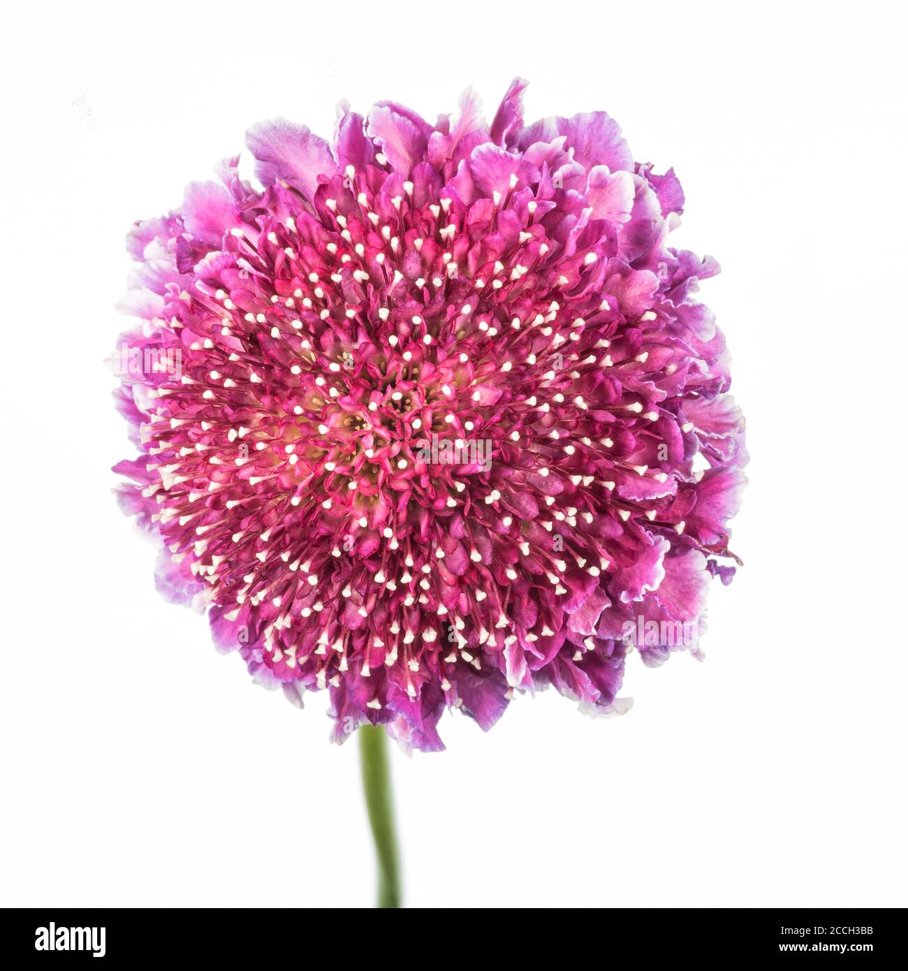 One pink blooming scabiosa flower isolated on a white background Stock ...