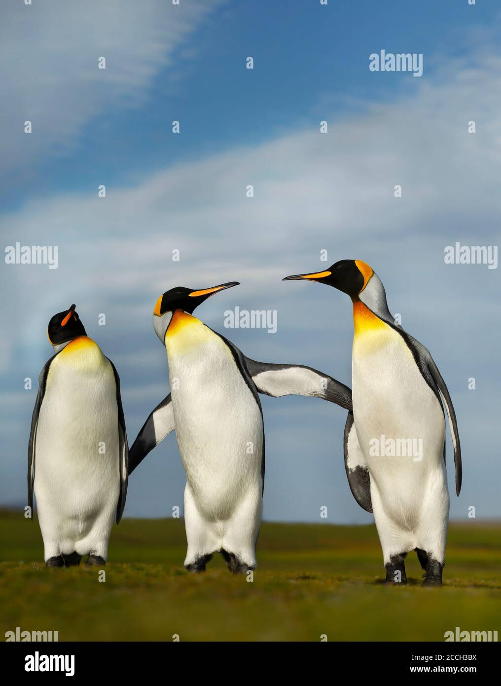 Three King penguins displaying aggressive behavior during mating season ...