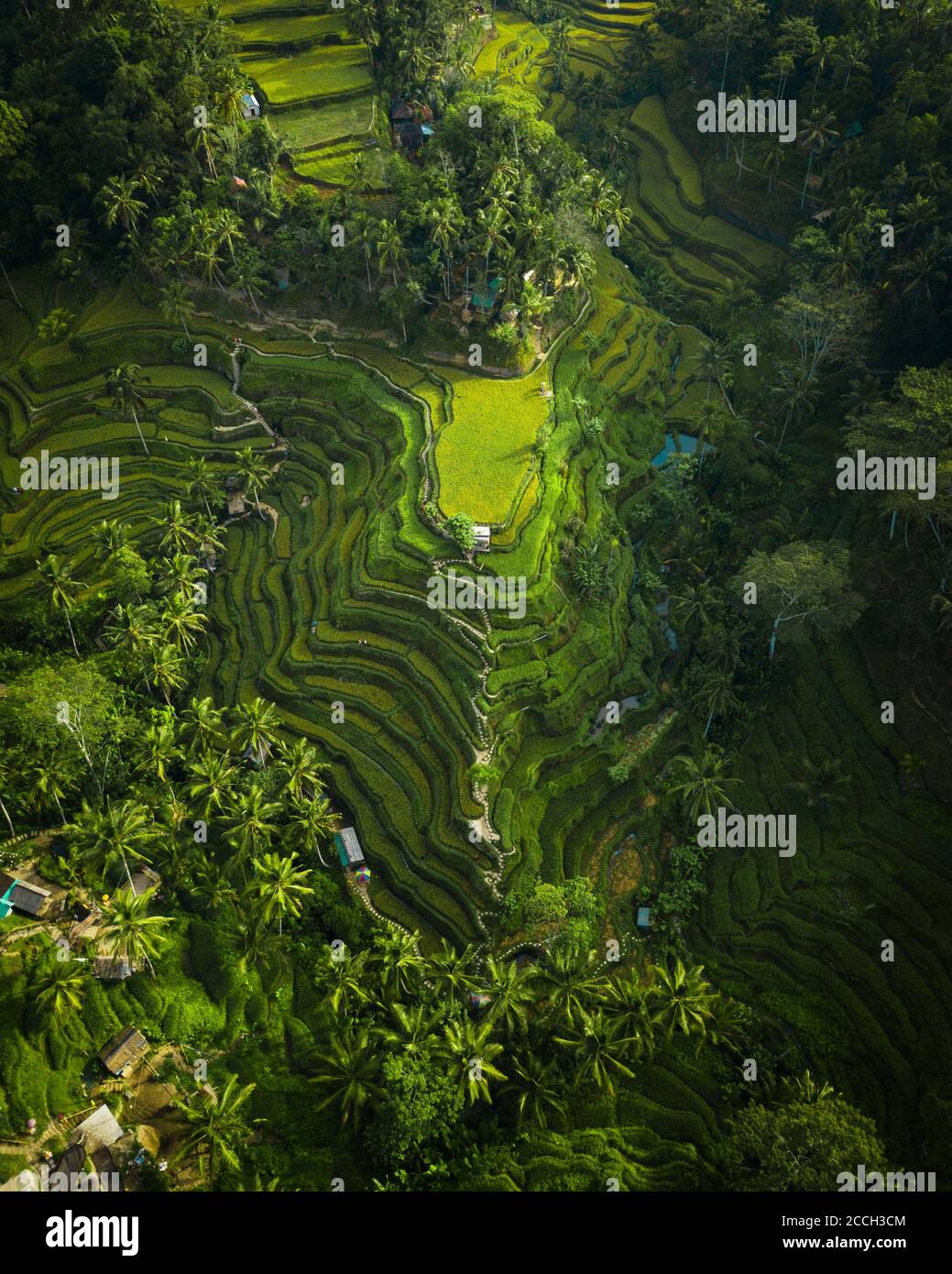 Aerial shot of the rice hills surrounded by greens and trees Stock ...