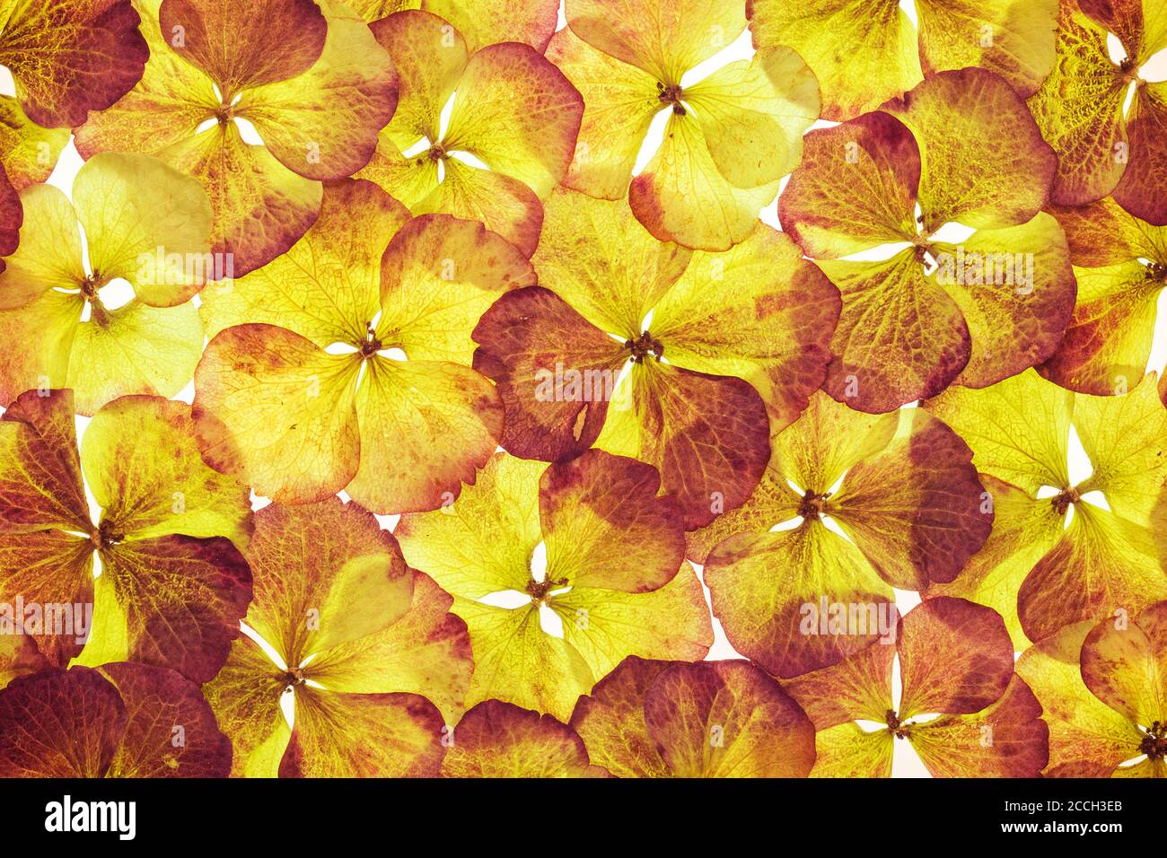 Collage of Bigleaf Hydrangea, Common Hydrangea, Florist Hydrangea ...