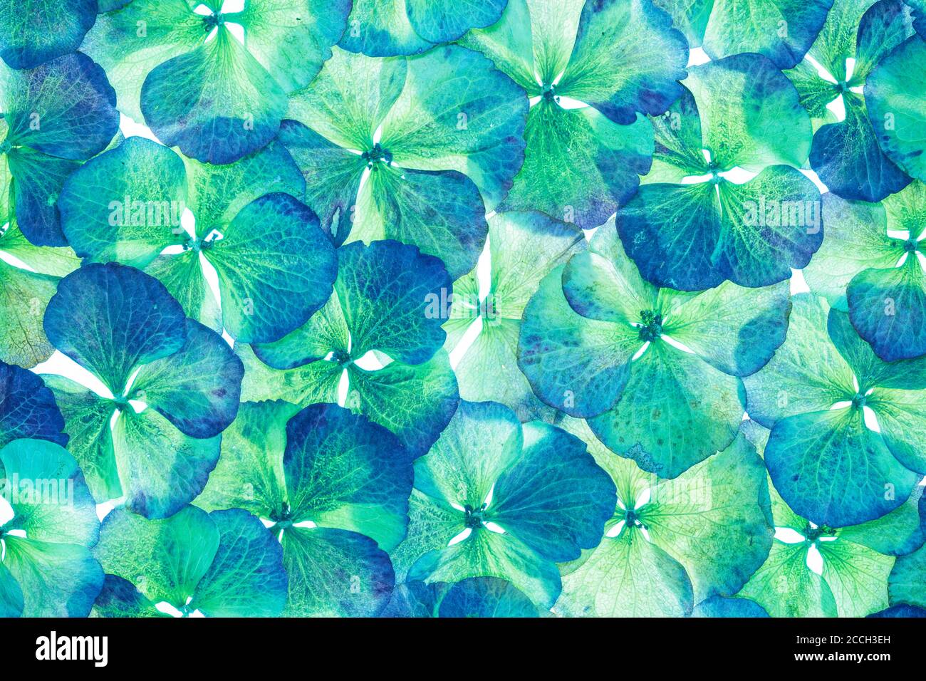 Collage of Bigleaf Hydrangea, Common Hydrangea, Florist Hydrangea ...