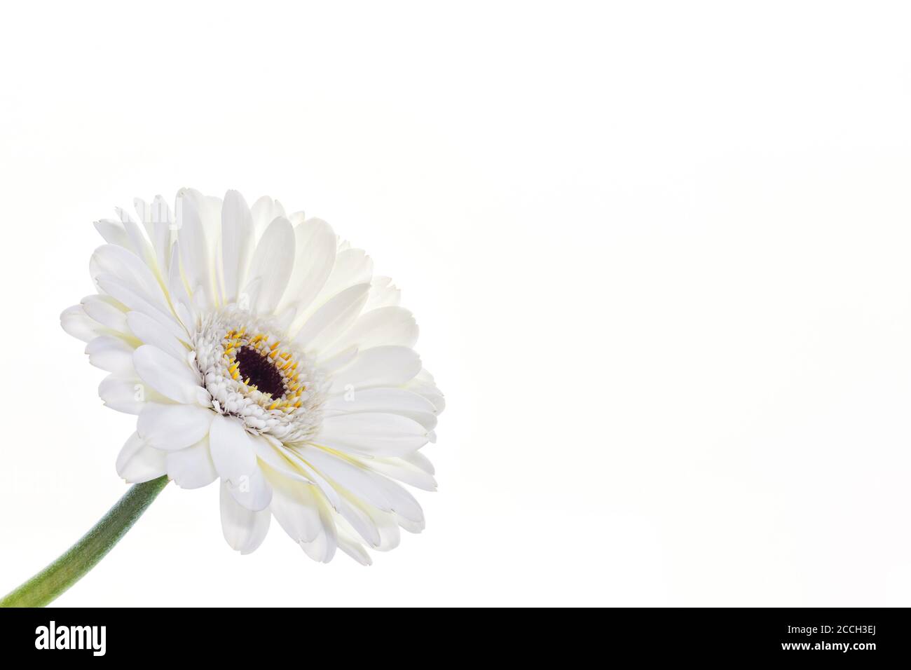 One white isolated gerbera flower isolated on a white background Stock ...