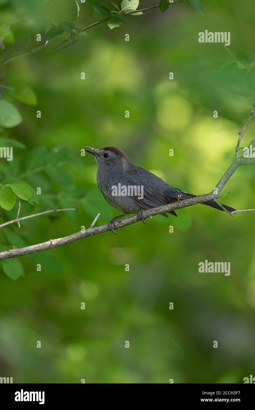Gray catbird on a June day in northern Wisconsin Stock Photo - Alamy