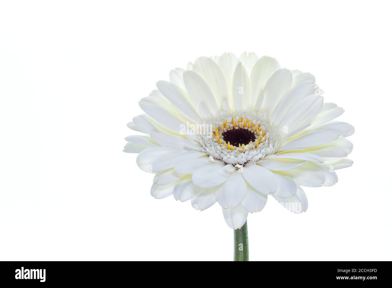 One white isolated gerbera flower isolated on a white background Stock ...