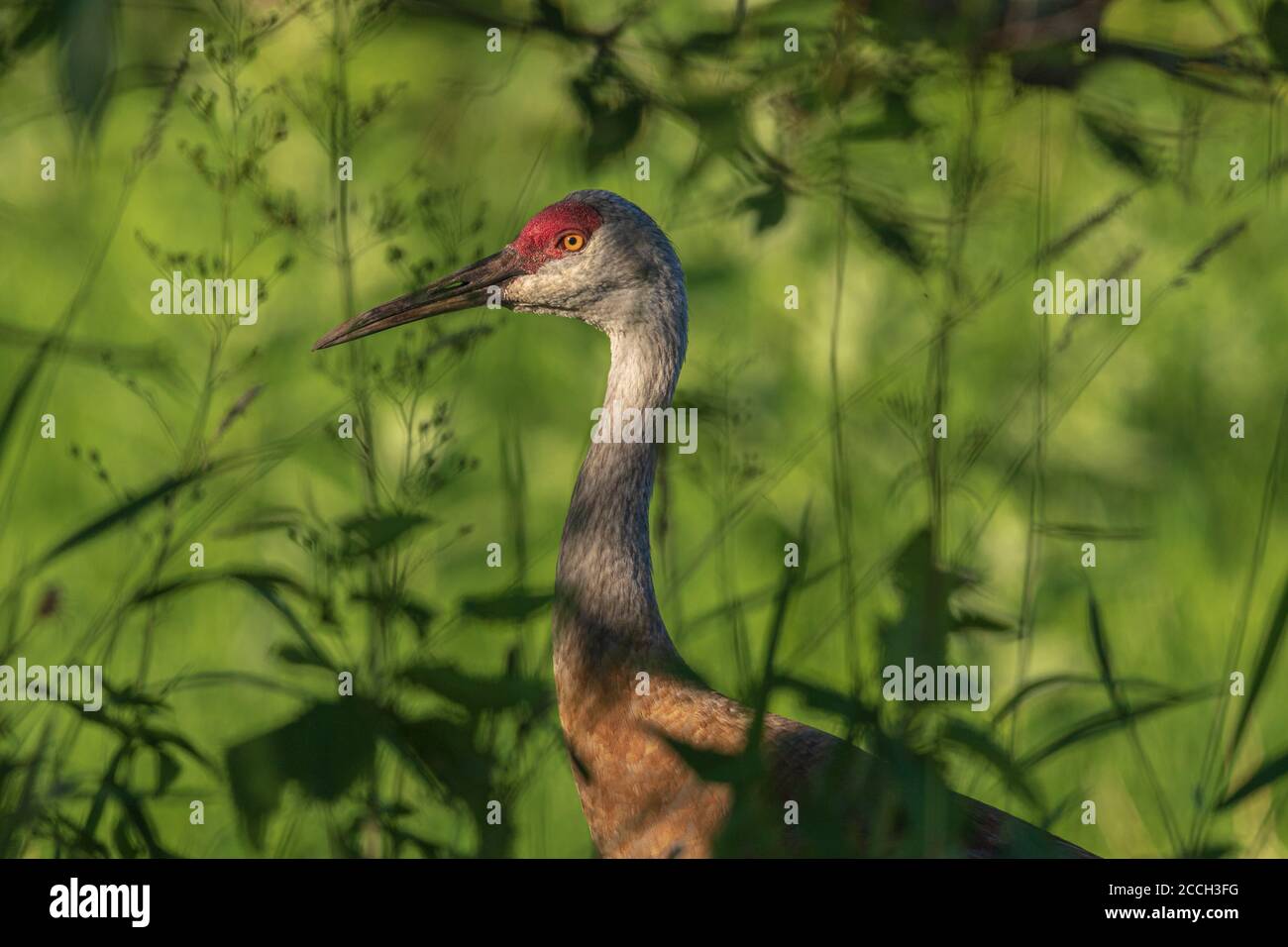 Crane in summer hi-res stock photography and images - Alamy