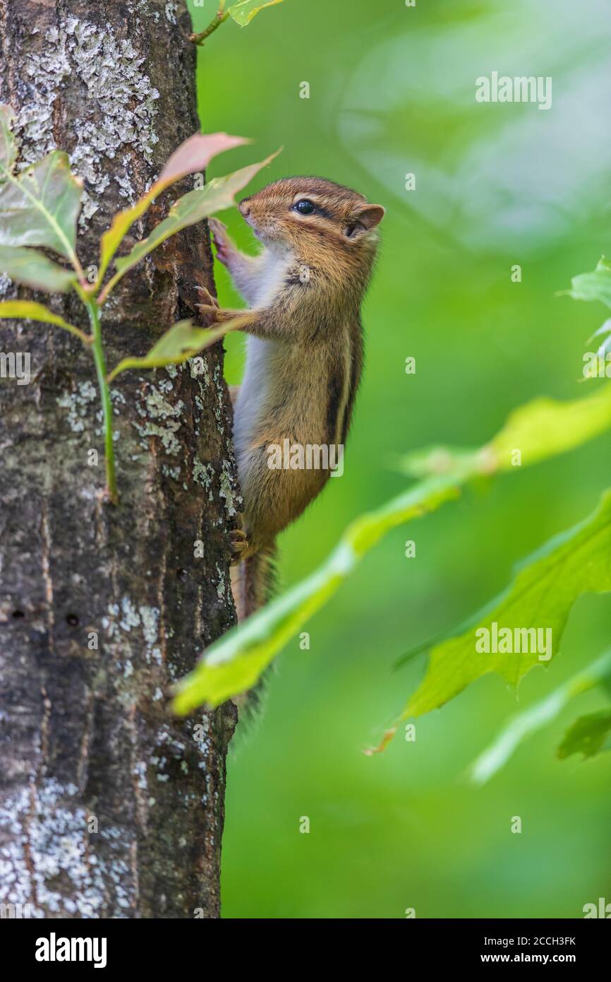 Chipmunk in a tree hi-res stock photography and images - Alamy