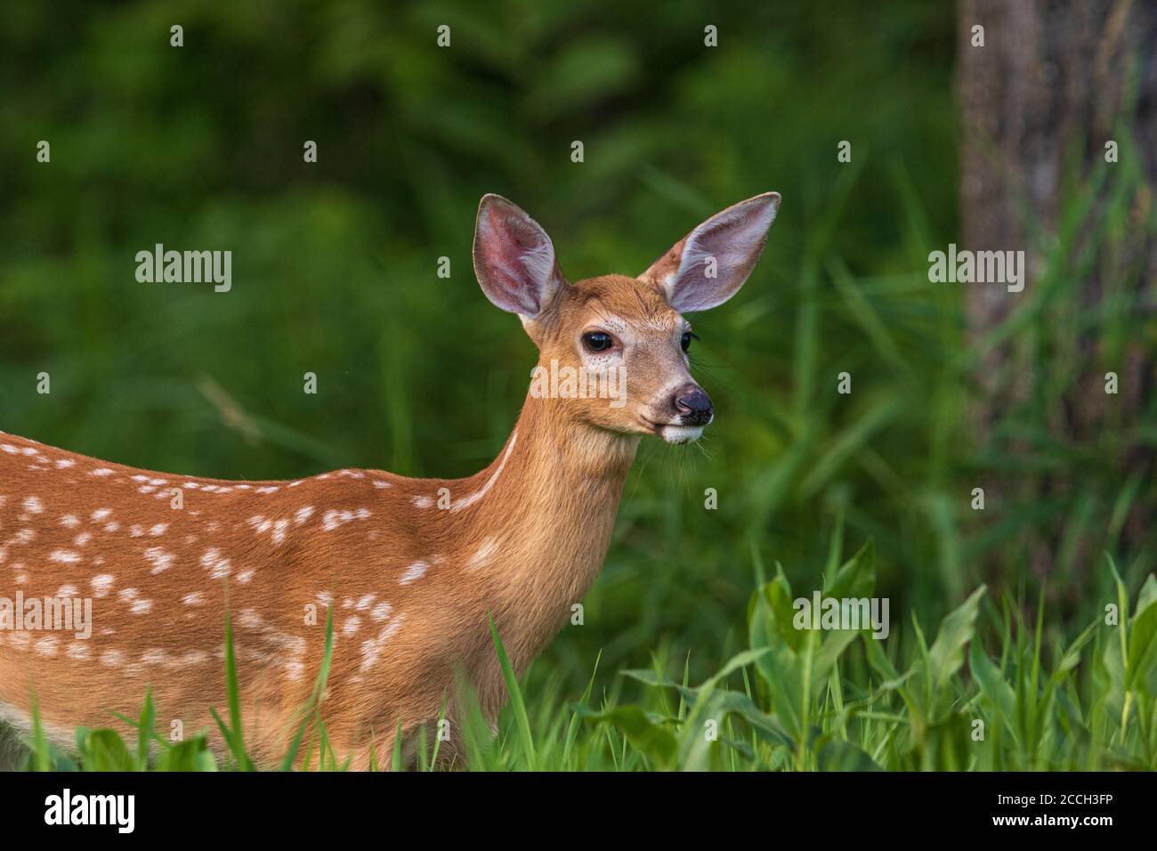Whitetail deer fawn in spots hi-res stock photography and images - Alamy