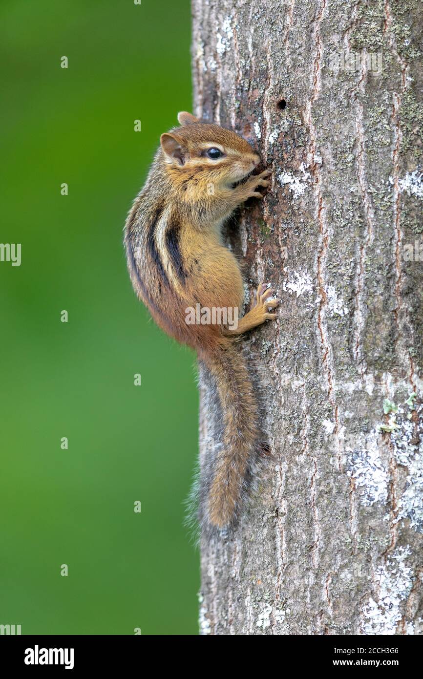 Eastern Chipmunk in northern Wisconsin Stock Photo - Alamy