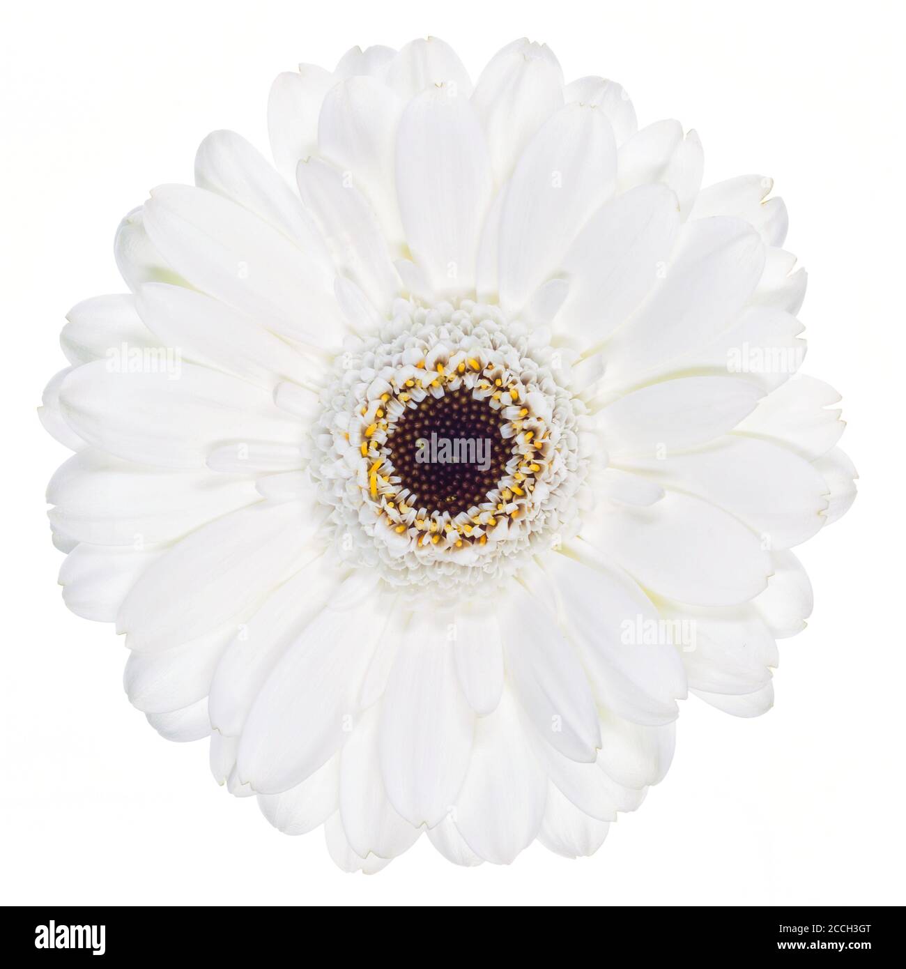 Landscape gerbera hi-res stock photography and images - Alamy