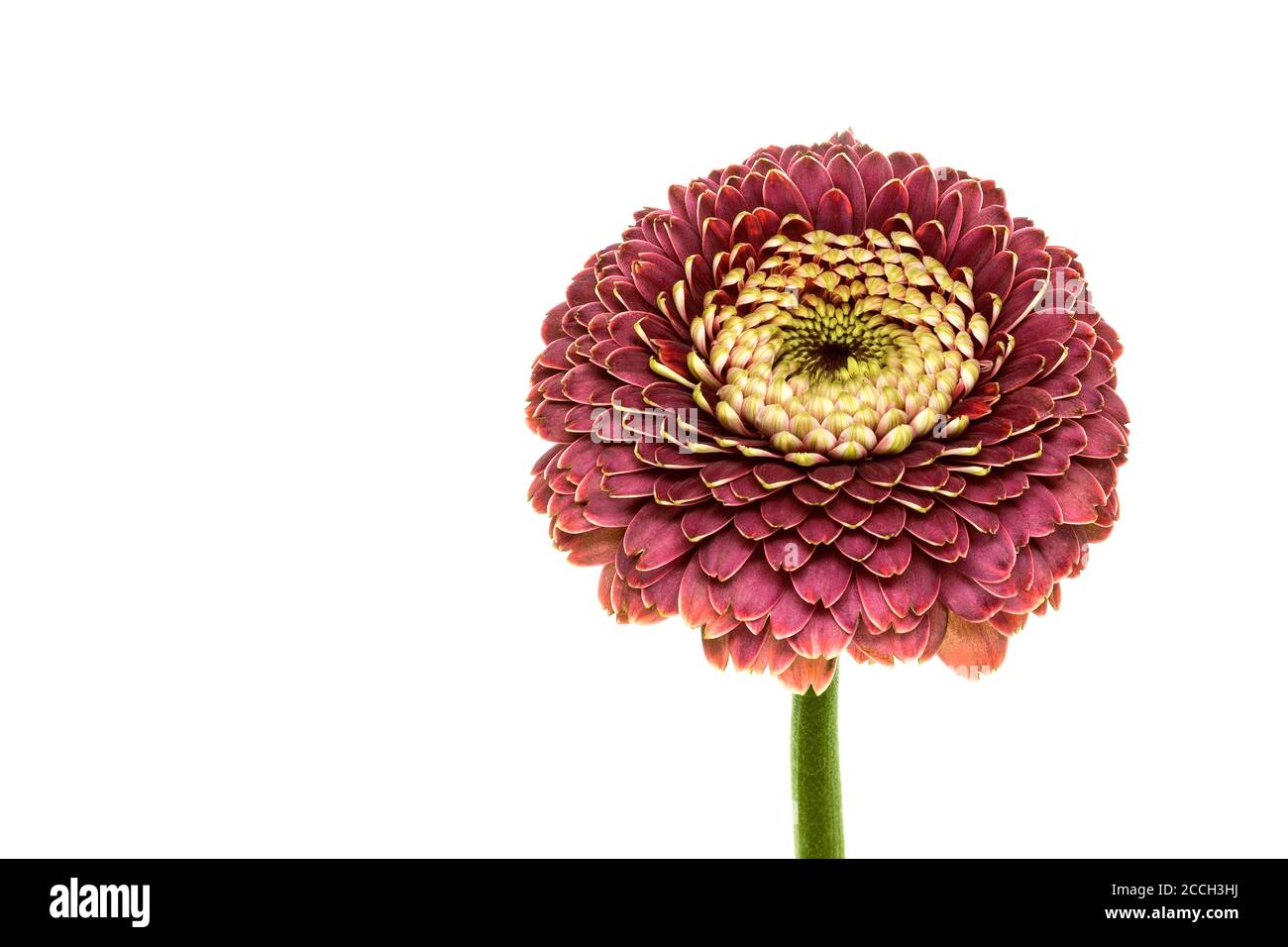 Gerbera germini flower hi-res stock photography and images - Alamy