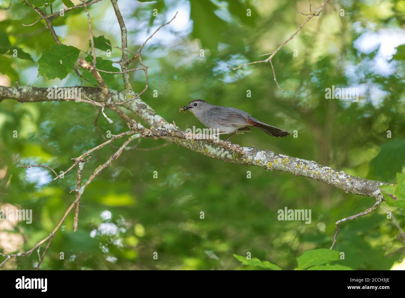 Gray catbird on a June day in northern Wisconsin Stock Photo - Alamy