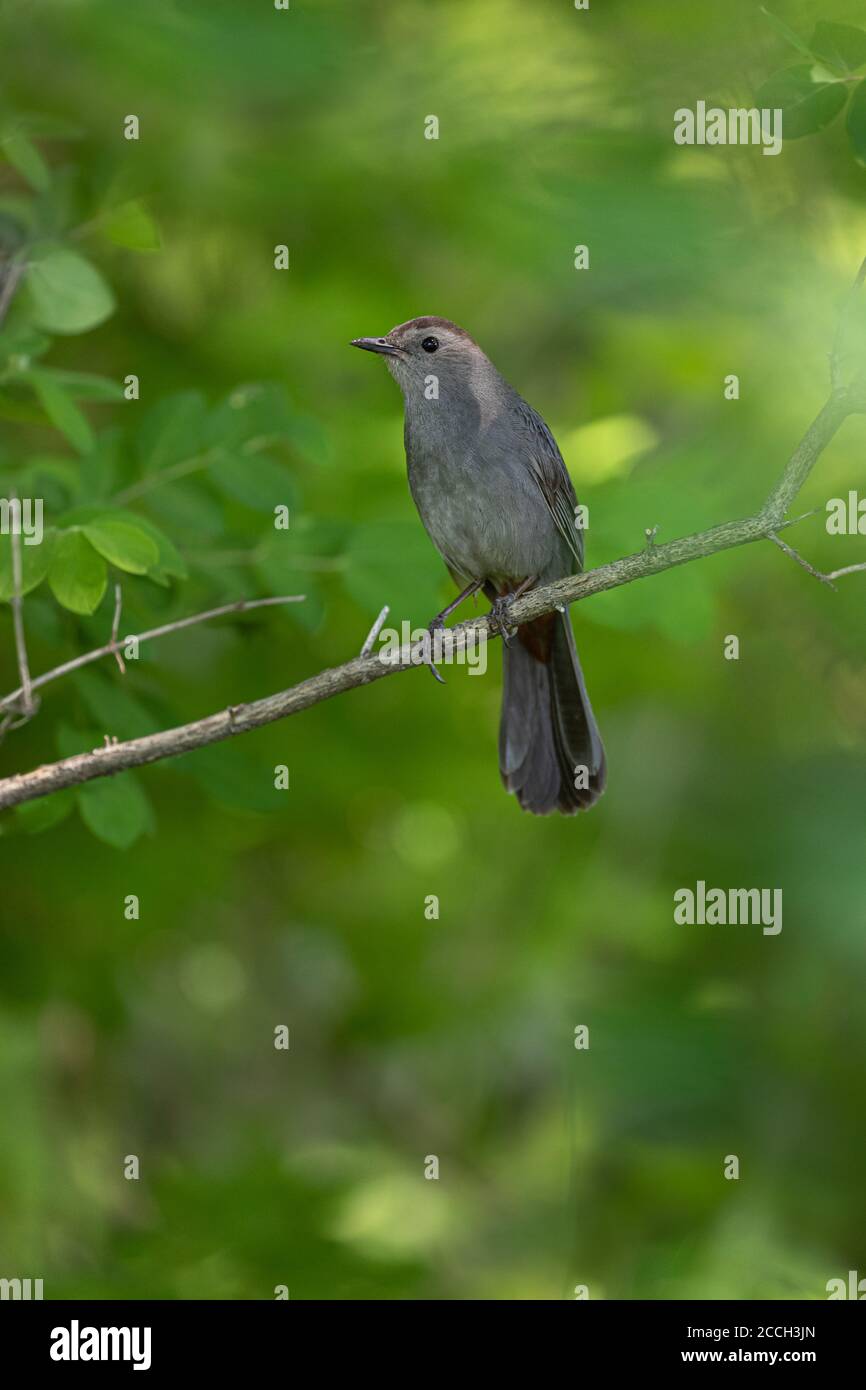 Northern catbird hi-res stock photography and images - Alamy