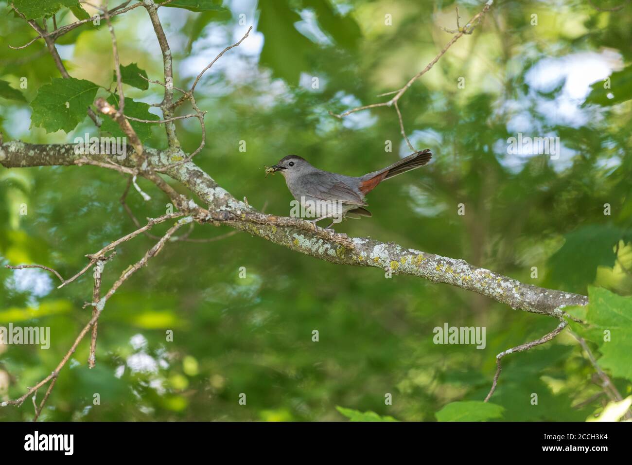Gray catbird on a June day in northern Wisconsin Stock Photo - Alamy