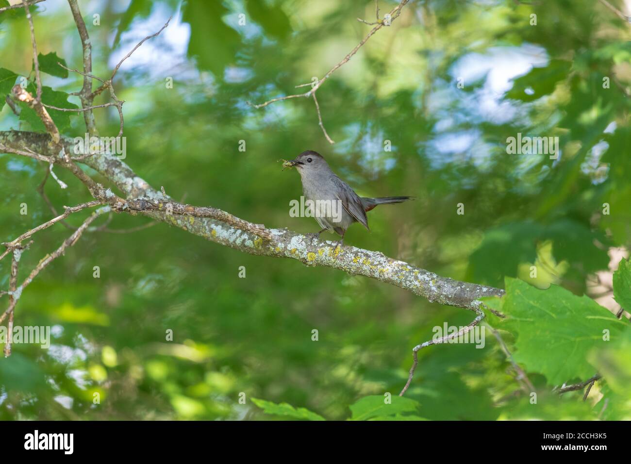 Songbird with bug hi-res stock photography and images - Alamy