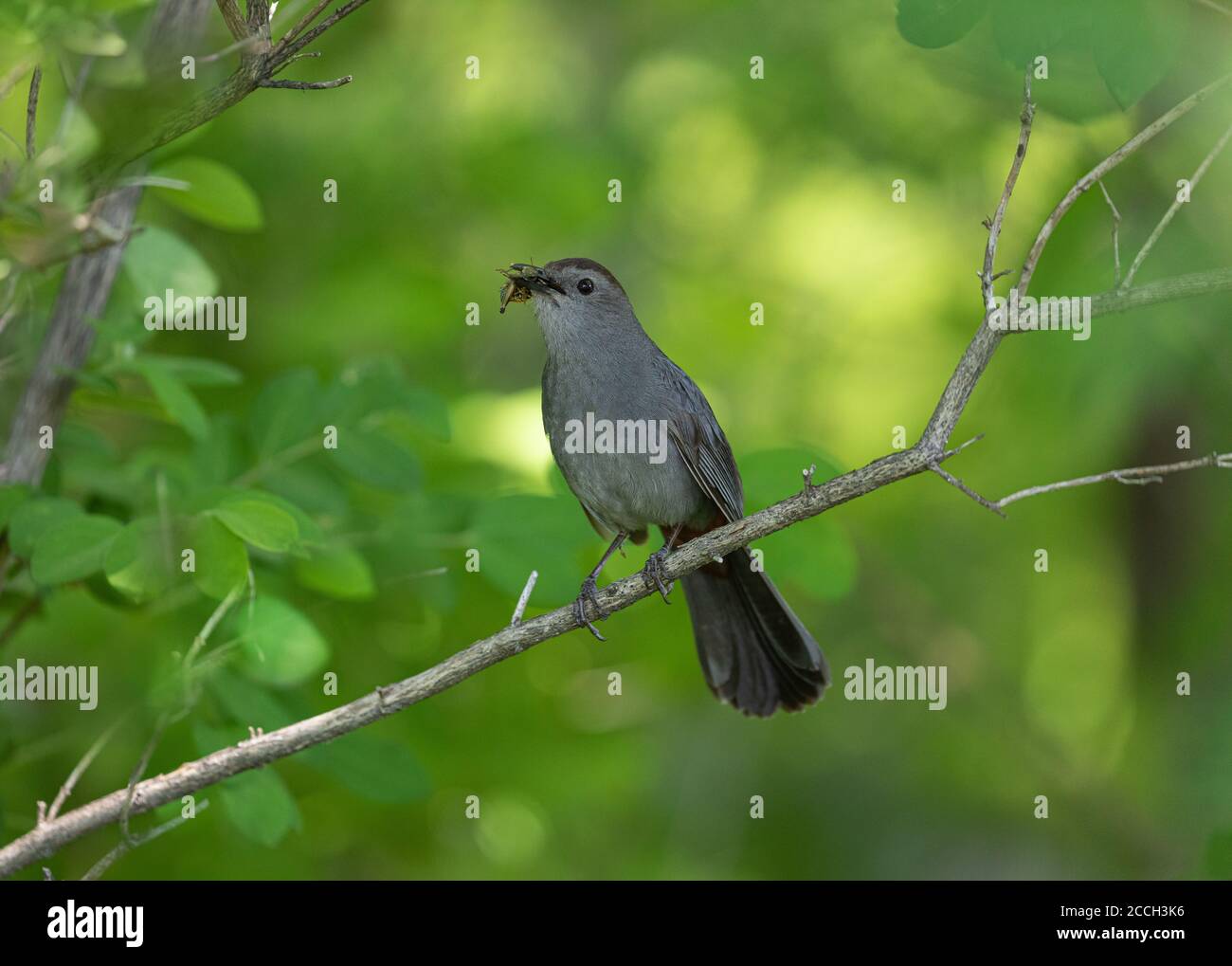 Insect like call hi-res stock photography and images - Alamy