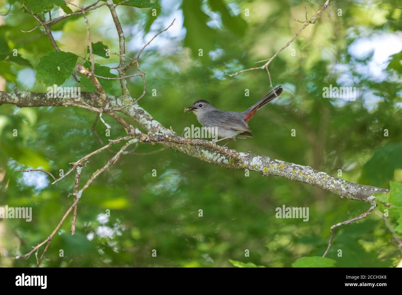 Gray catbird on a June day in northern Wisconsin Stock Photo - Alamy