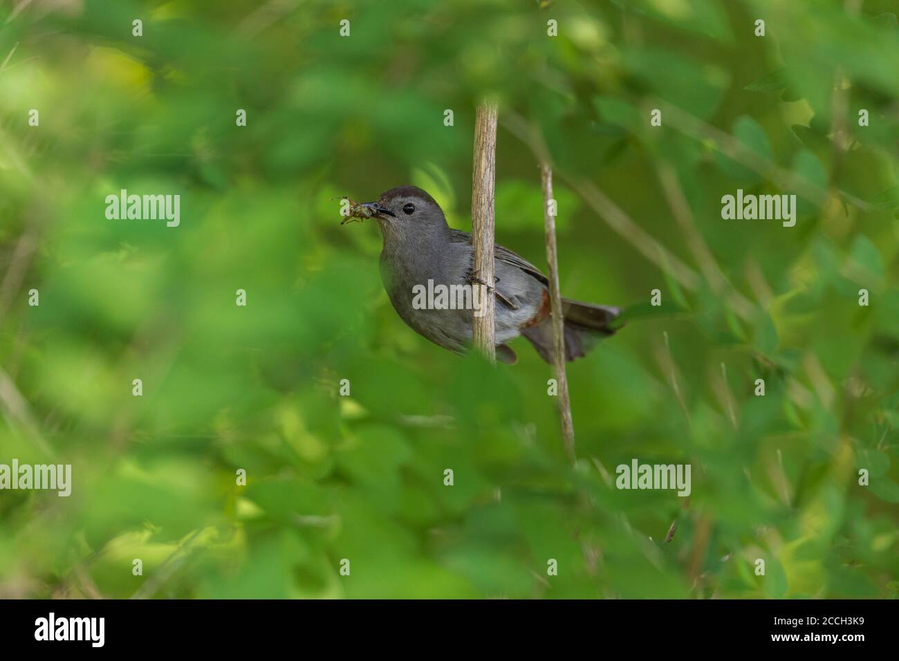 Gray catbird on a June day in northern Wisconsin Stock Photo - Alamy