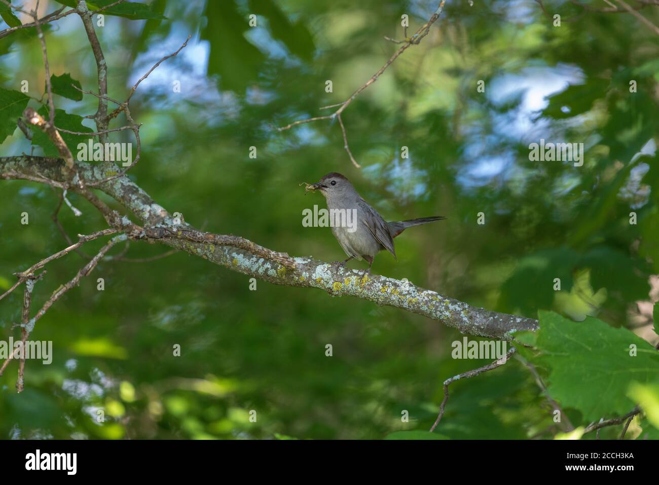 Gray catbird on a June day in northern Wisconsin Stock Photo - Alamy