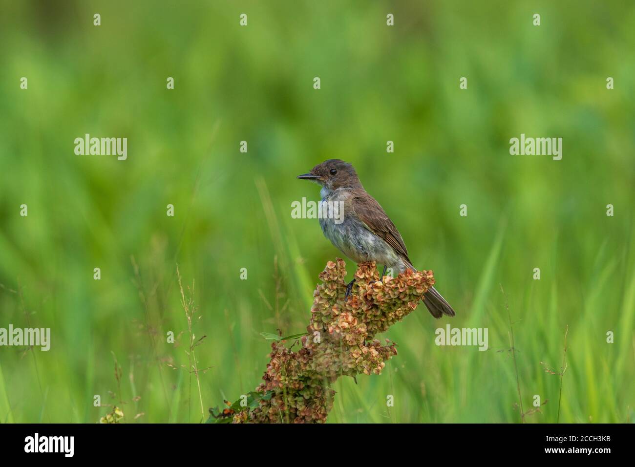 Phoebe in hi-res stock photography and images - Alamy