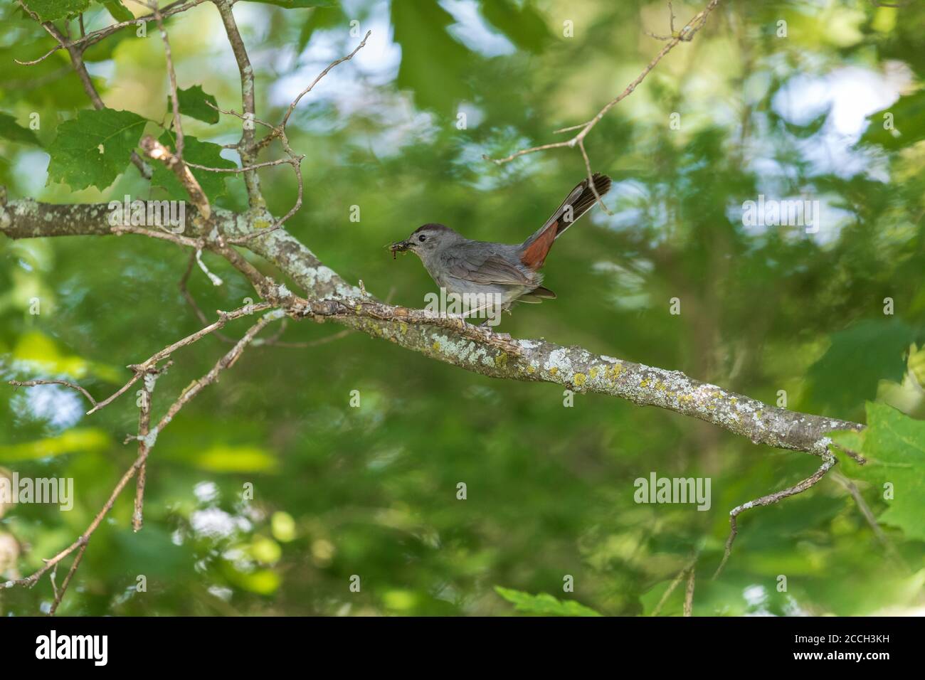 Gray undertail hi-res stock photography and images - Alamy