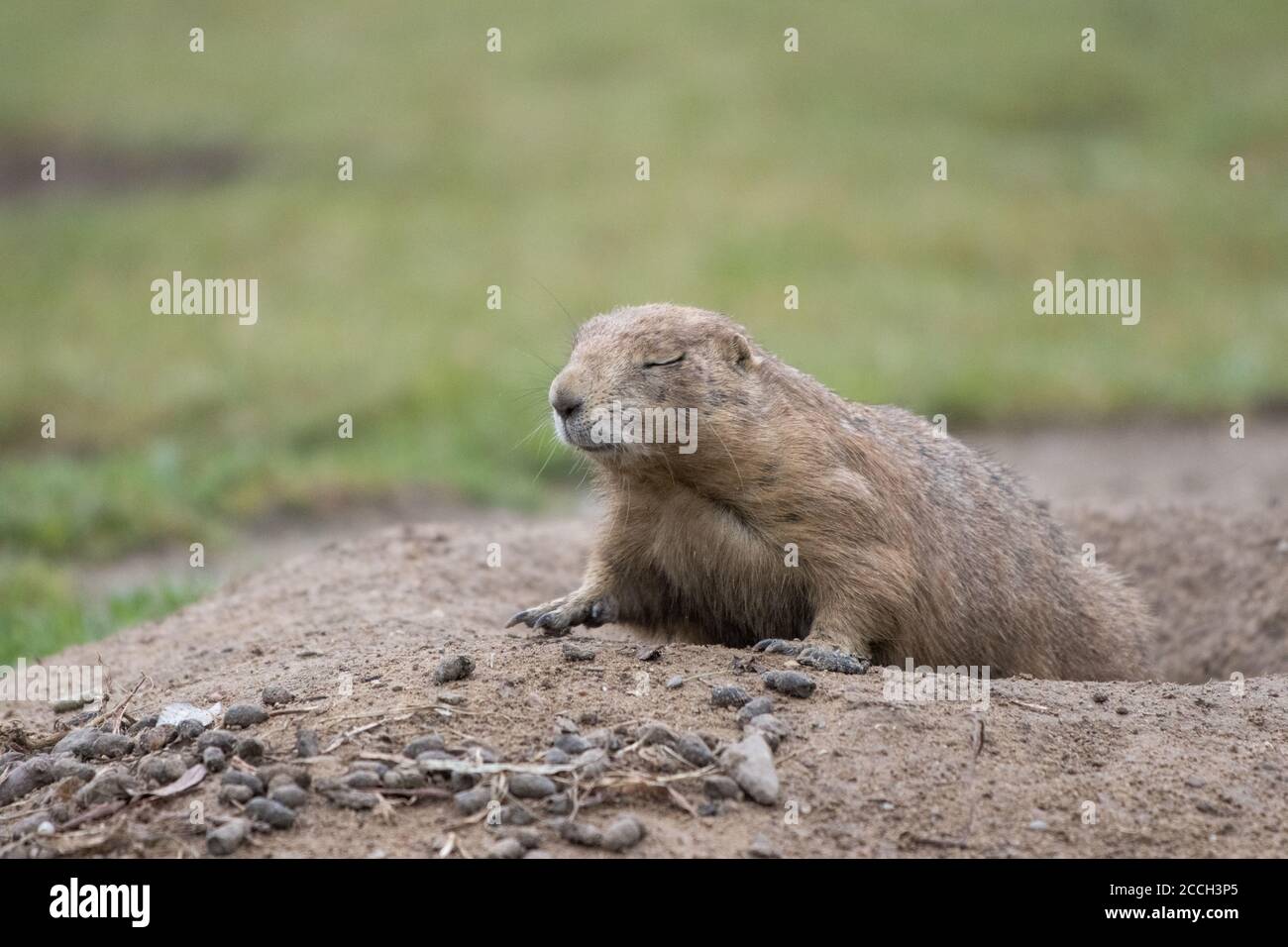 a gopher looks shyly out of his den Stock Photo - Alamy