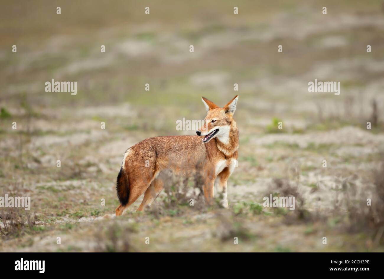 Close up of a rare and endangered Ethiopian wolf (Canis simensis) in ...