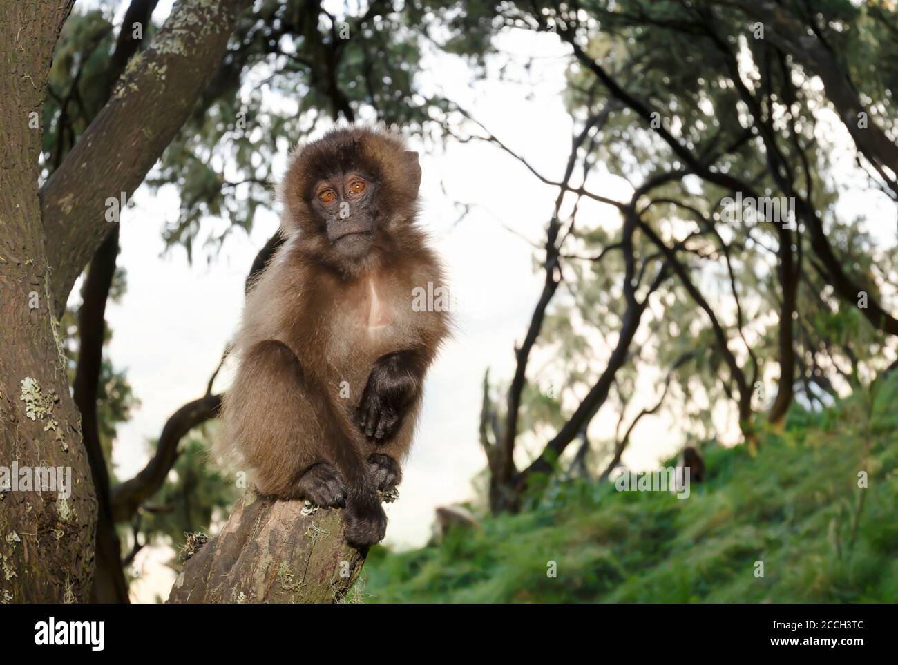Close up of a baby Gelada monkey sitting on a tree branch, Simien ...