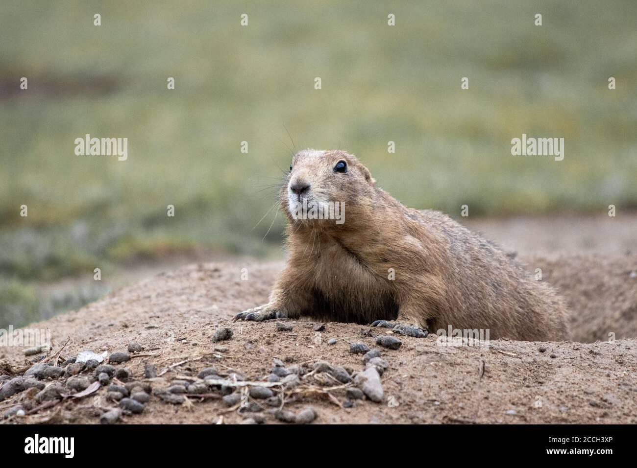 a gopher looks shyly out of his den Stock Photo - Alamy