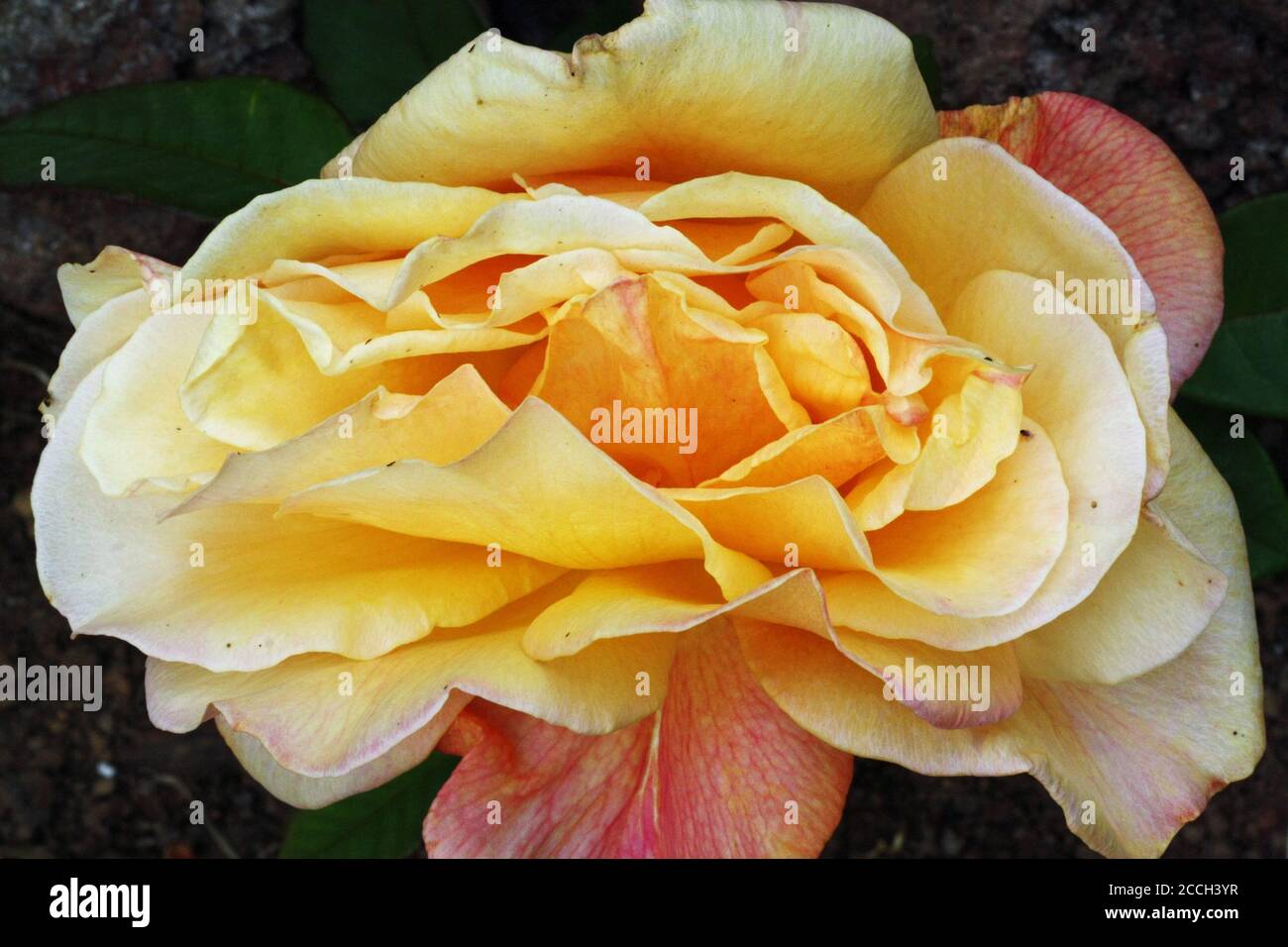 Rosiden rose hi-res stock photography and images - Alamy