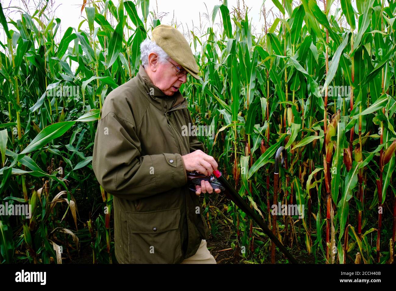 Maize cover crop hi-res stock photography and images - Alamy