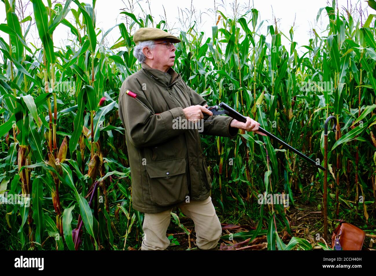 Maize cover crop hi-res stock photography and images - Alamy