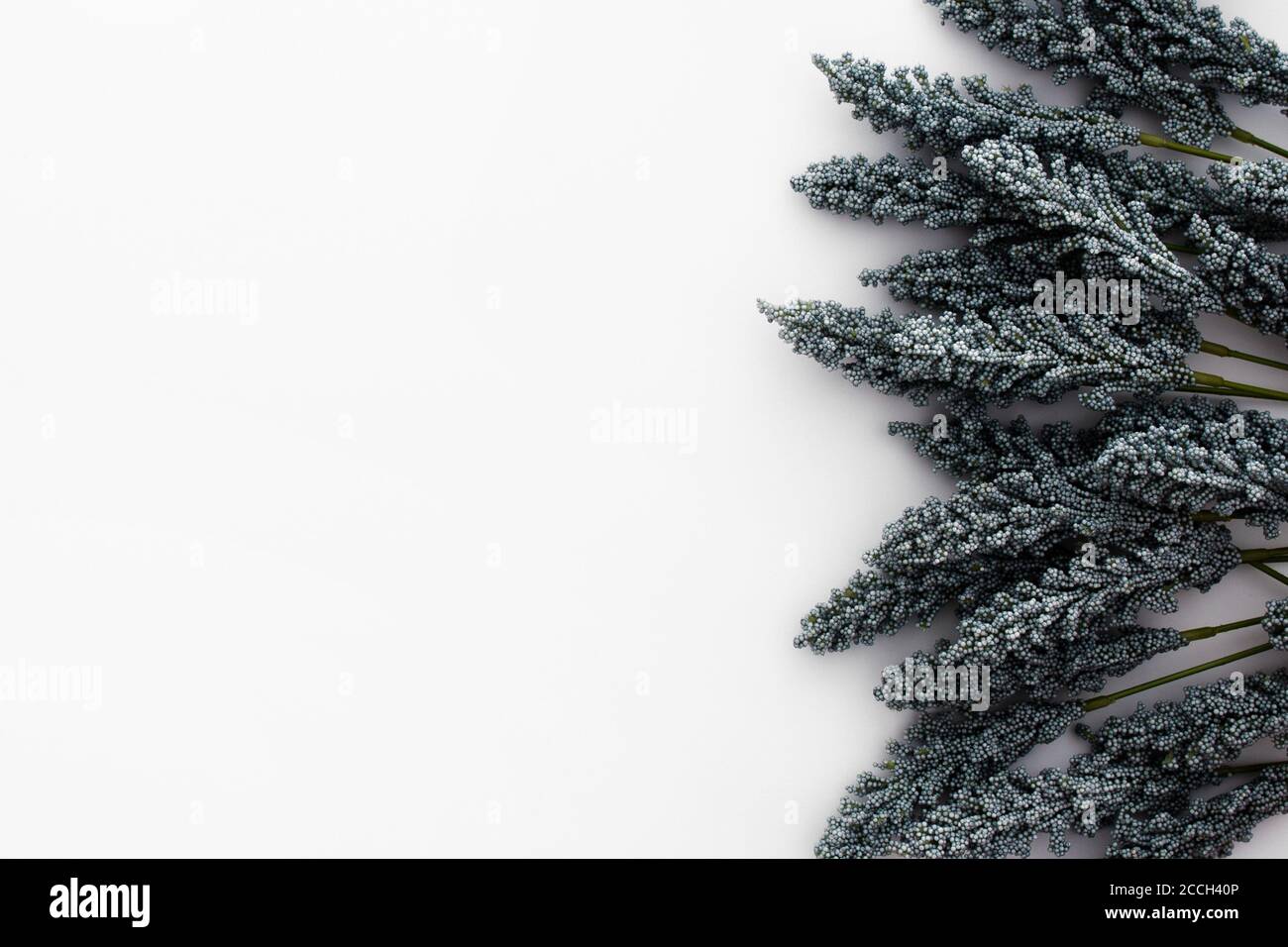 Nice composition made of black wheat leaves isolated on white ...