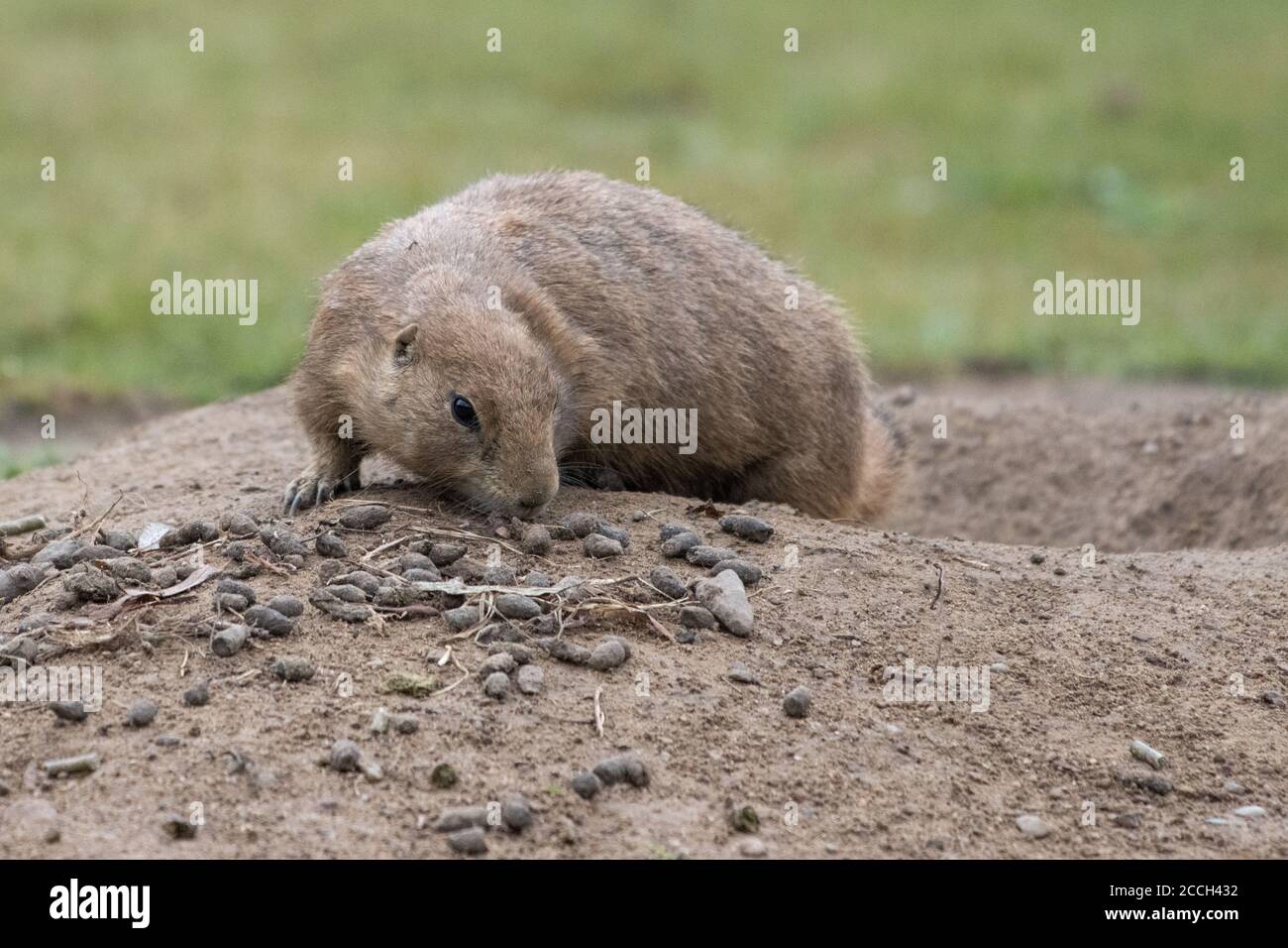 Gopher rodent mammal color hi-res stock photography and images - Alamy