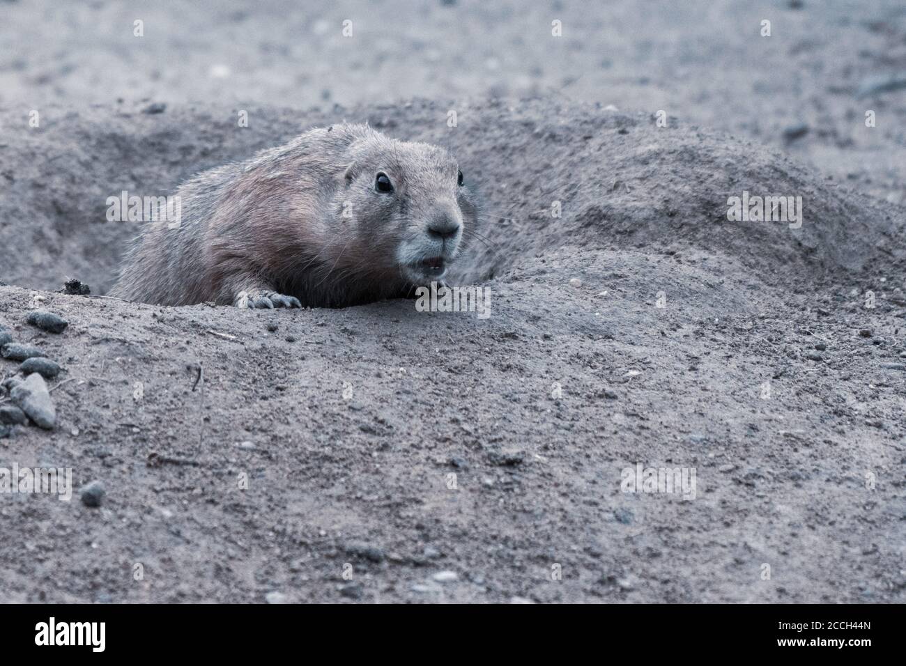 a gopher looks shyly out of his den Stock Photo - Alamy