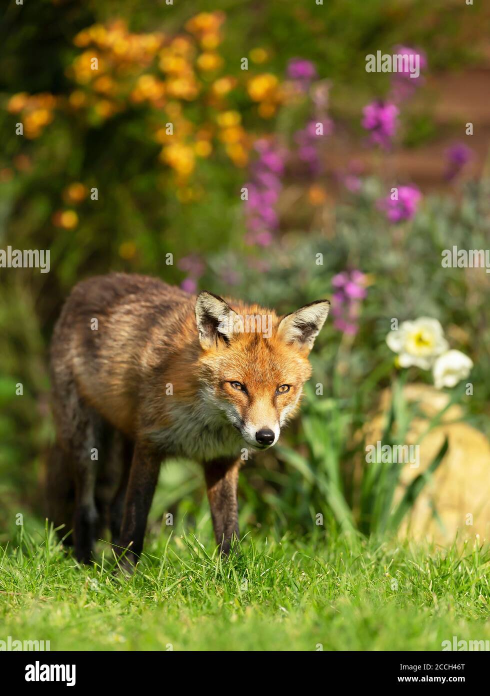 Fox garden summer hi-res stock photography and images - Alamy