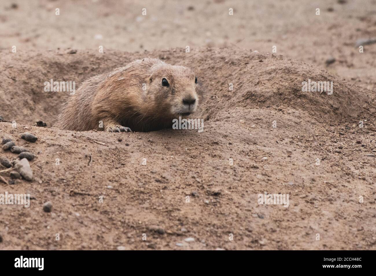 a gopher looks shyly out of his den Stock Photo - Alamy