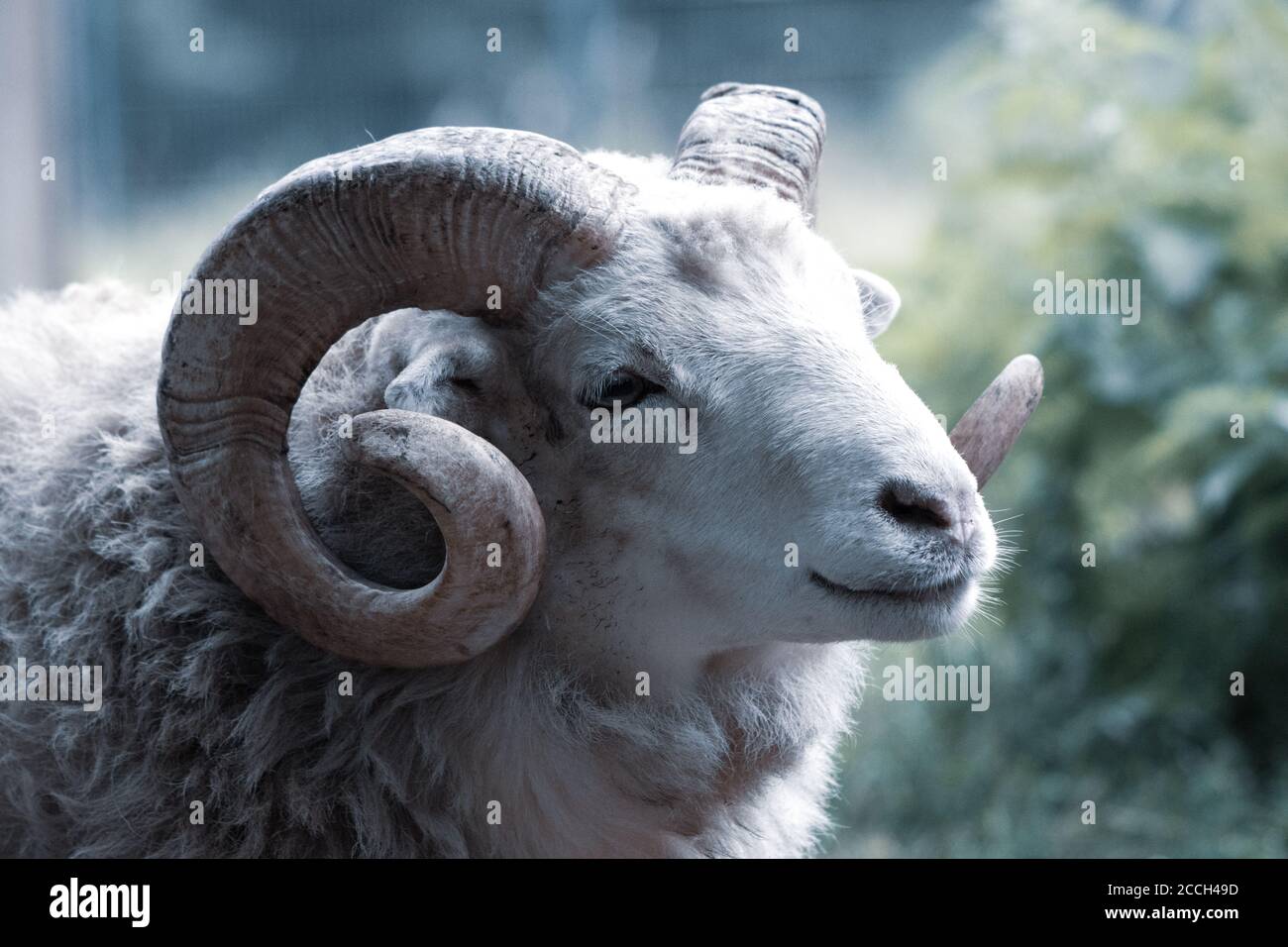a close-up of a ram with its one powerful horn Stock Photo - Alamy