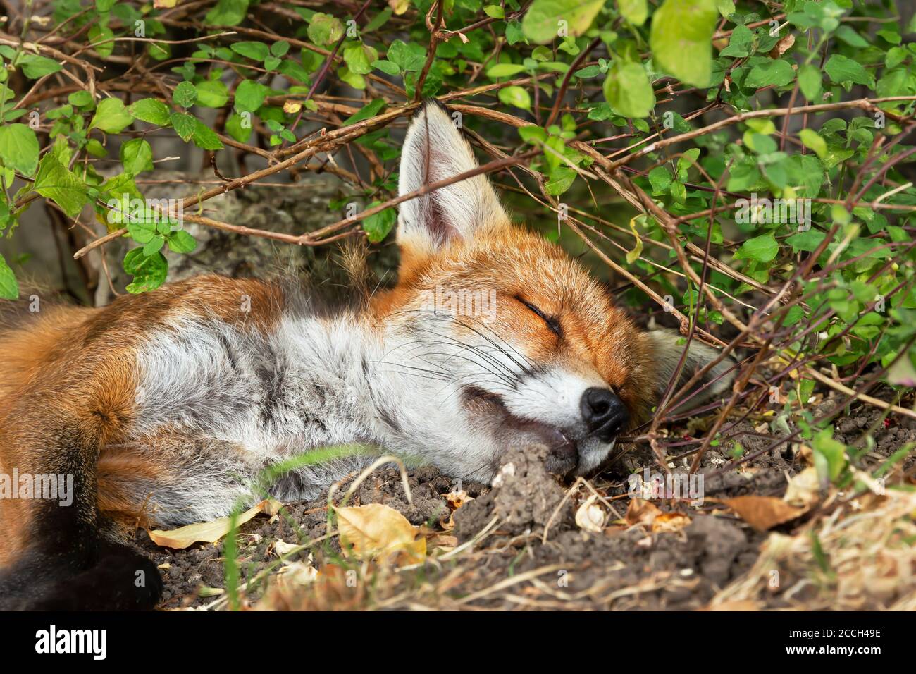 Close up of a red fox sleeping in woods, UK Stock Photo - Alamy