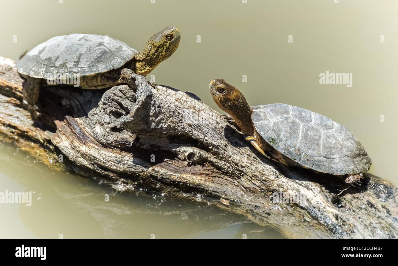 Western Pond Turtles sun bathing on log over a pond Stock Photo - Alamy