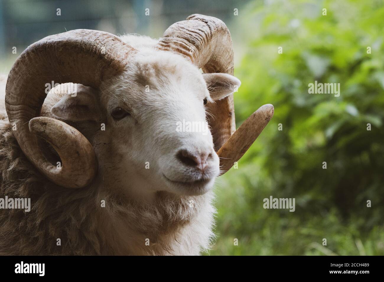a close-up of a ram with its one powerful horn Stock Photo - Alamy