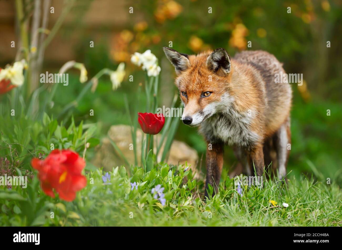 Red fox in garden uk hi-res stock photography and images - Alamy