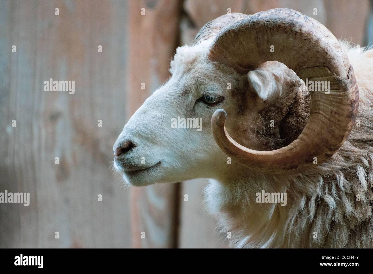a close-up of a ram with its one powerful horn Stock Photo - Alamy