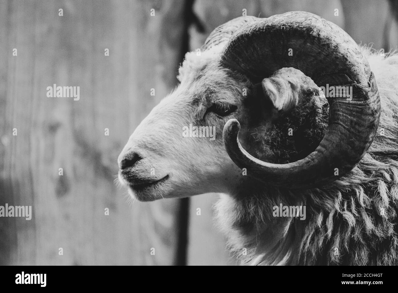 a close-up of a ram with its one powerful horn Stock Photo - Alamy