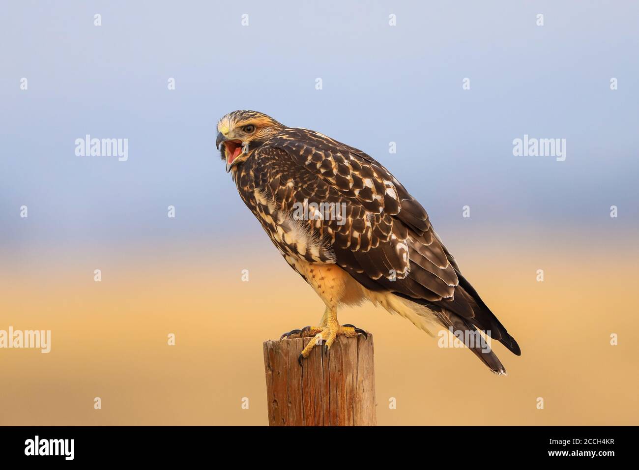 Hawk sitting on a fence hi-res stock photography and images - Alamy