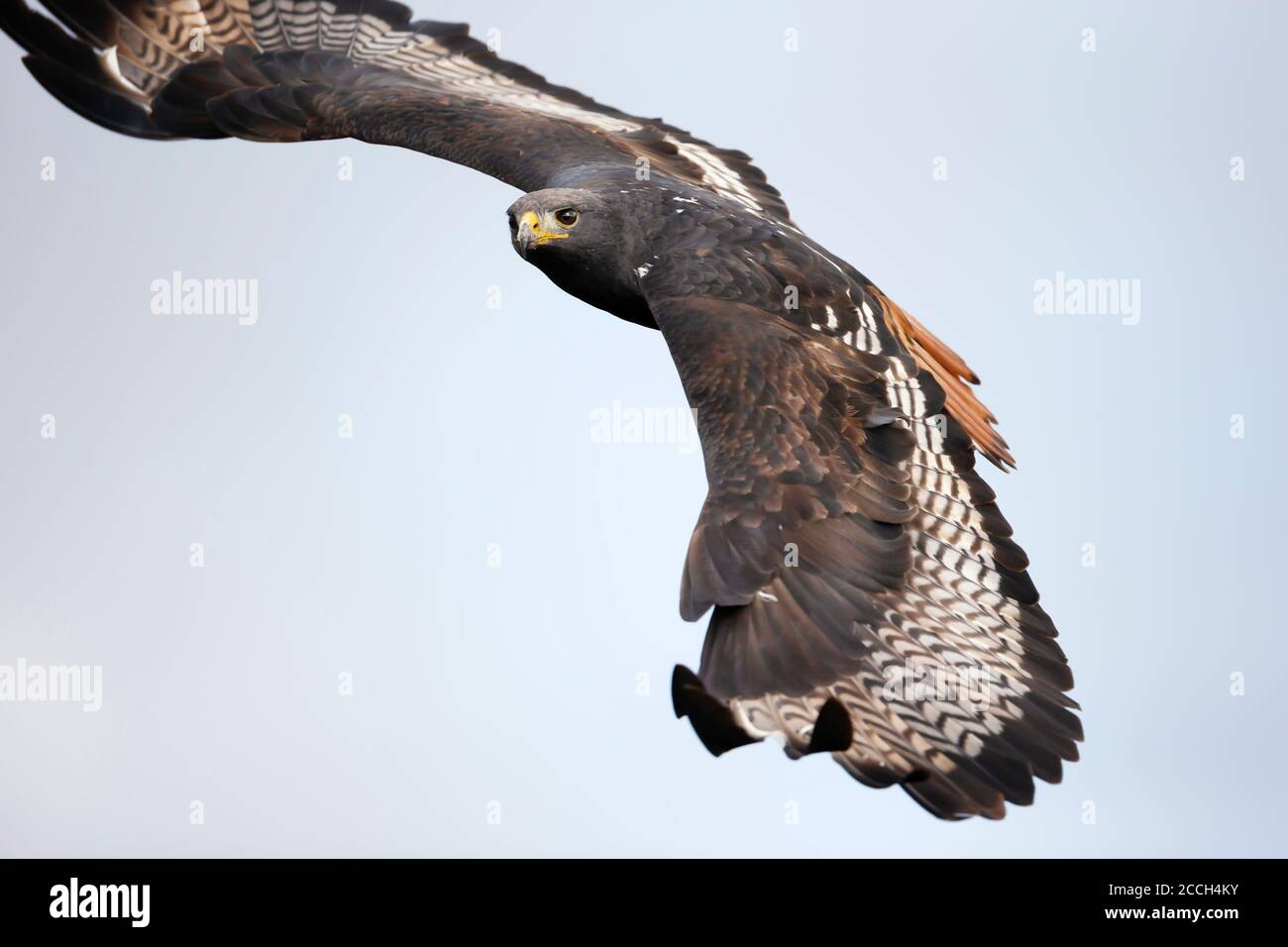 Close up of an Augur buzzard in flight, Ethiopia Stock Photo - Alamy