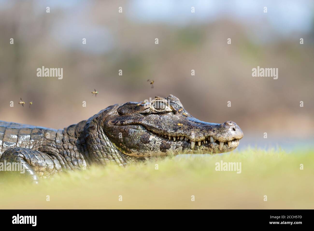Amazon river caiman close up hi-res stock photography and images - Alamy