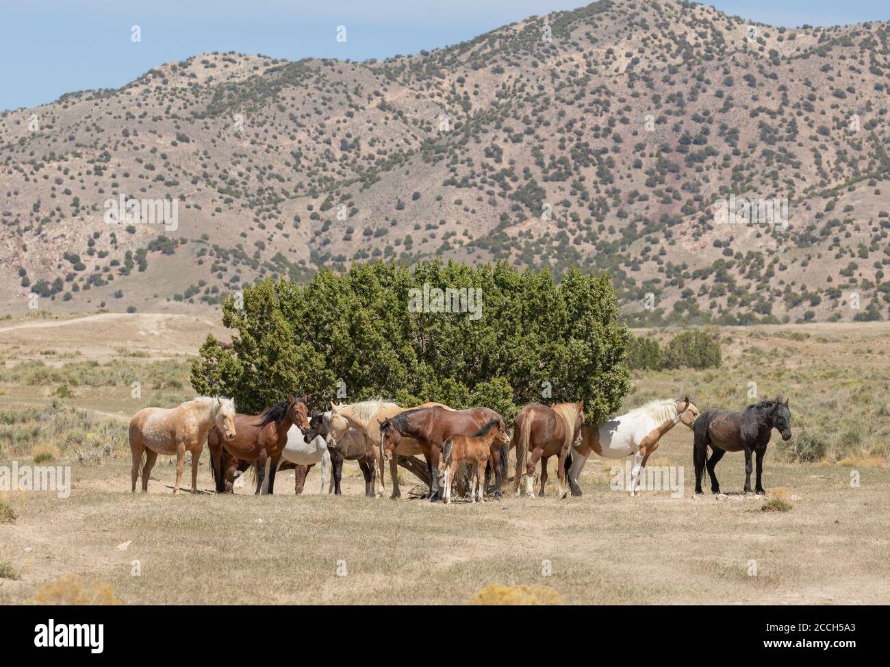 Wild Horses in the Utah Desert Stock Photo - Alamy